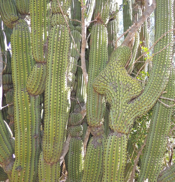 captus – Análisis Periodísticos B.C.S.